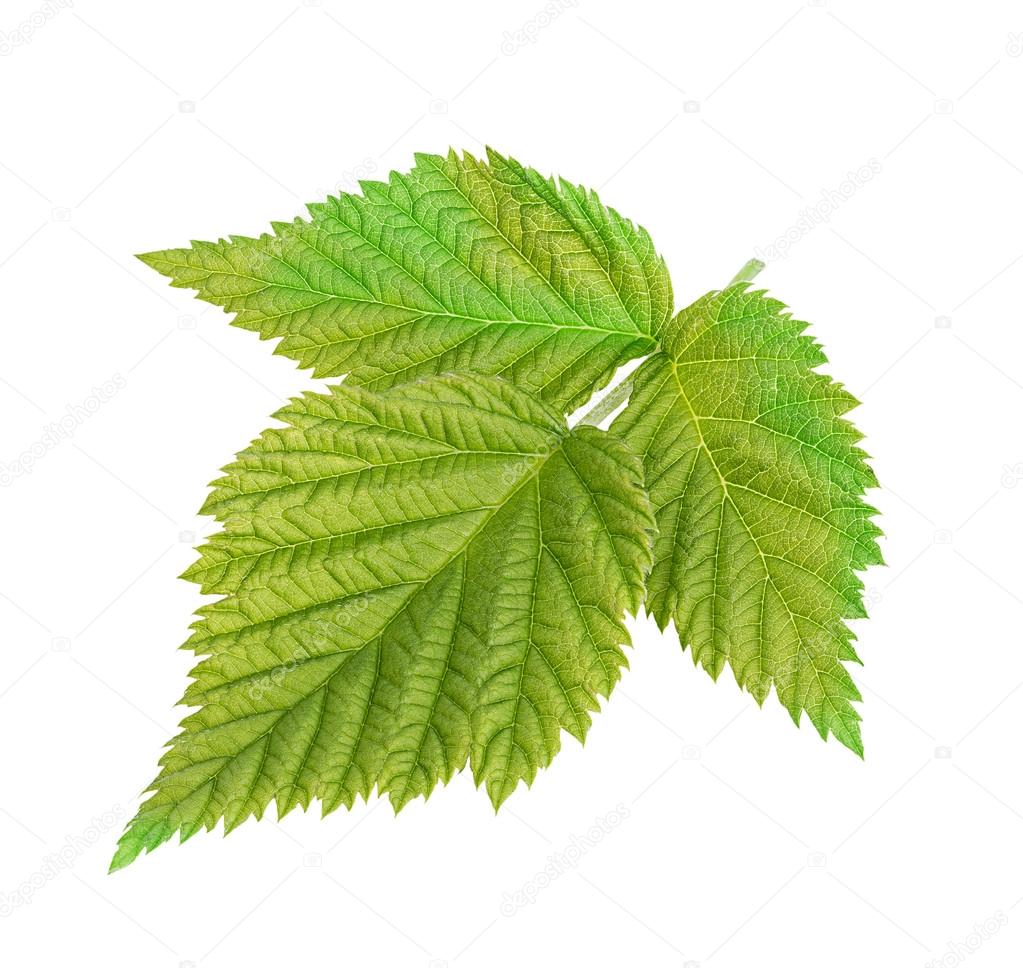 Raspberry leaf isolated on white background. — Stock Photo ...