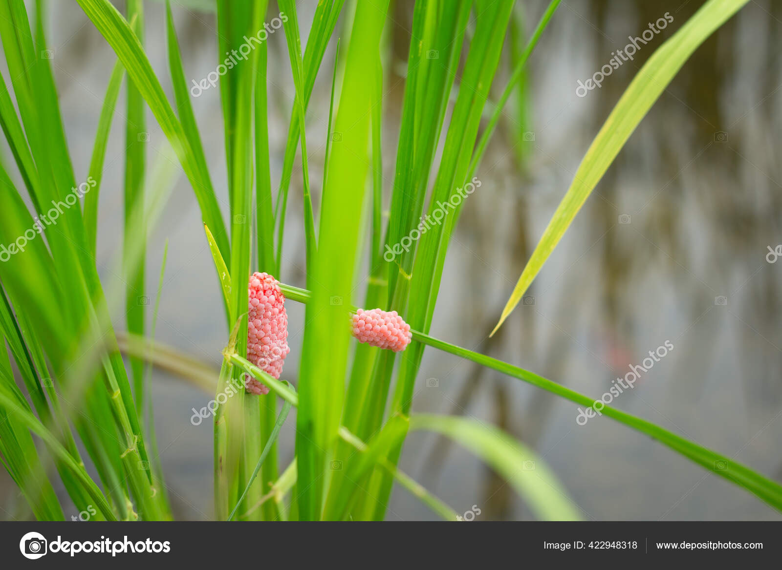 Egg Mass Golden Apple Snail Rice Paddy Field Golden Apple — Stock Photo ...