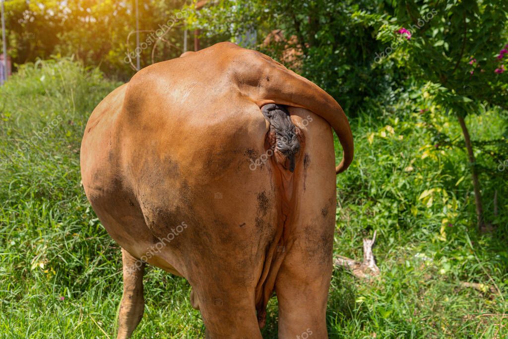 Órganos Reproductivos De La Vaca Hembra Vaca Parturienta 2023