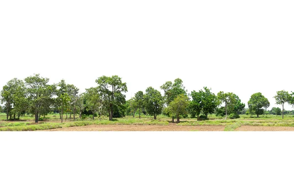 Tree plantations Stock Photos, Royalty Free Tree plantations Images ...