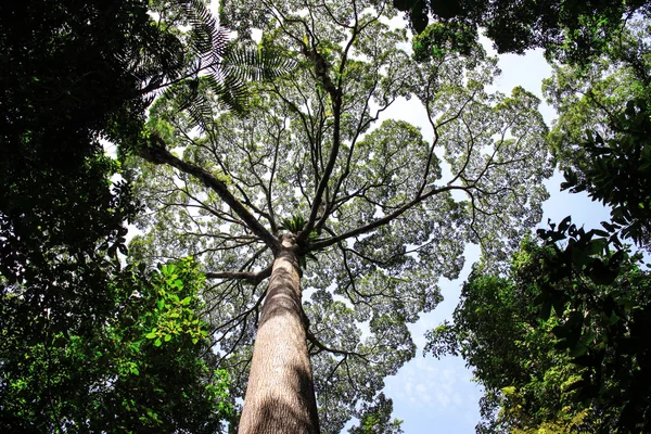 Árbol de alcanfor Stock Photos, Royalty Free Árbol de alcanfor Images ...