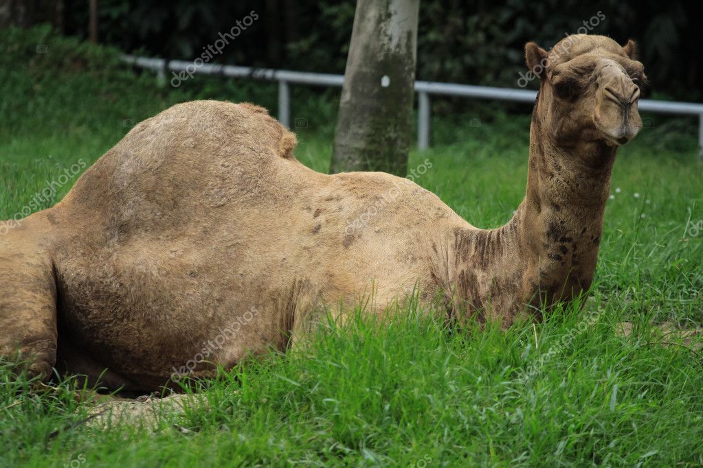 Zoológico negara camello está descansando — Foto de stock #117945256 ...