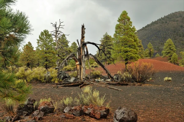Arizona ash tree Pictures, Arizona ash tree Stock Photos & Images ...