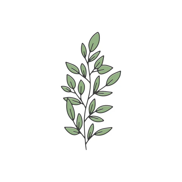 Feuille gui images vectorielles, Feuille gui vecteurs libres de droits ...