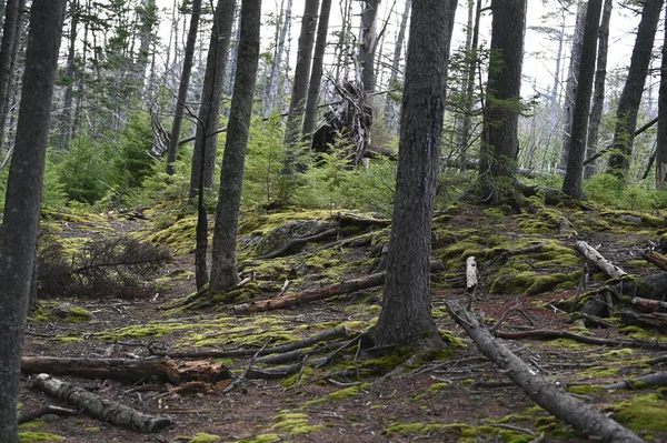 Newfoundland forest Stock Photos, Royalty Free Newfoundland forest ...