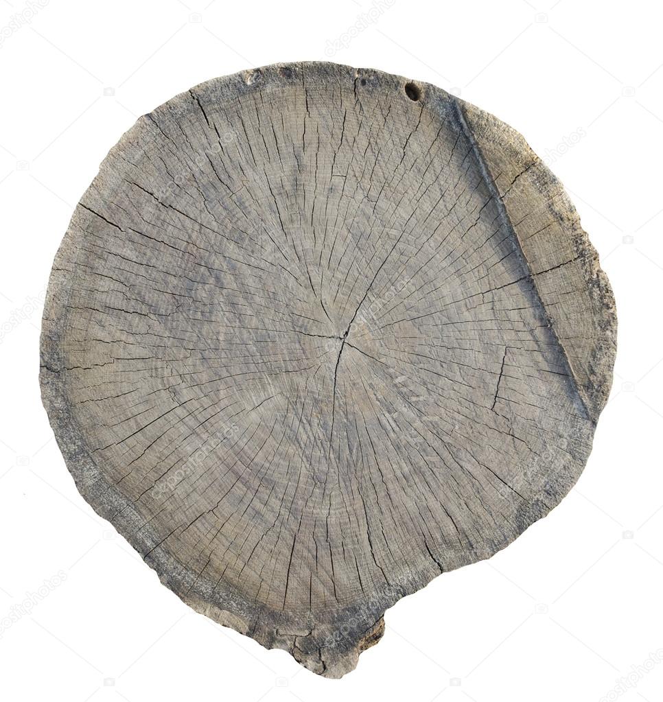 Cut oak stump — Stock Photo © koksikoks #111232100