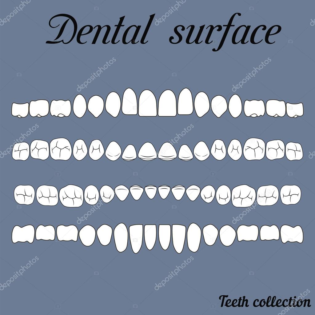 Dental surface upper and lower jaw , the chewing surface of teeth ...