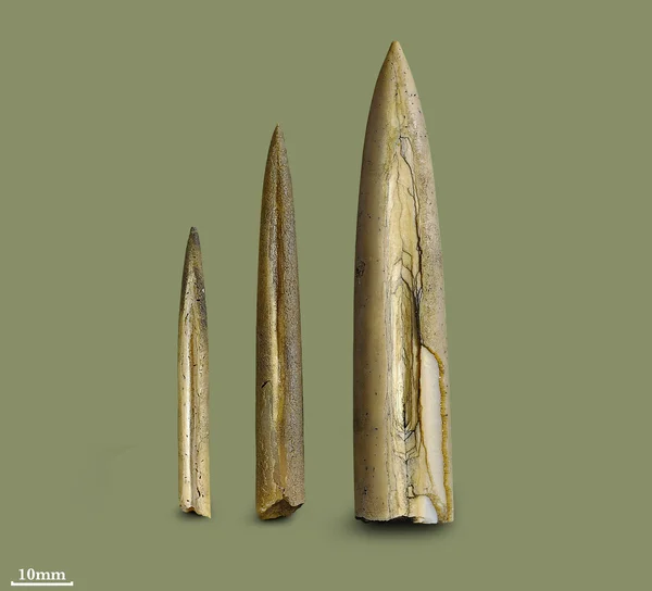 Belemnitida Stock Photos, Royalty Free Belemnitida Images | Depositphotos®