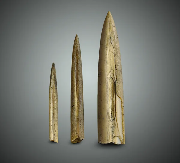 Belemnitida Stock Photos, Royalty Free Belemnitida Images | Depositphotos®