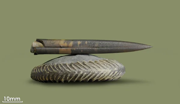 Belemnitida Stock Photos, Royalty Free Belemnitida Images | Depositphotos®