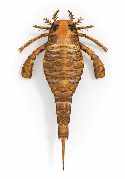 Eurypterid Stock Photos, Royalty Free Eurypterid Images | Depositphotos®