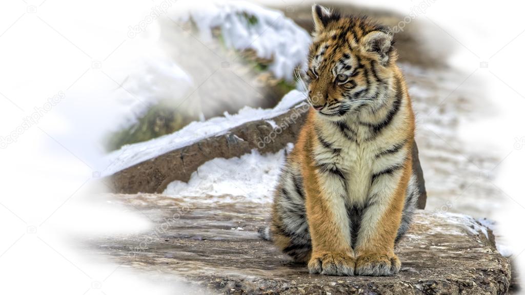 Cute siberian tiger cub i Stock Photo by ©asmus 96586096