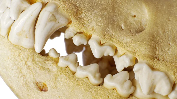 Periodontium Stock Photos, Royalty Free Periodontium Images | Depositphotos