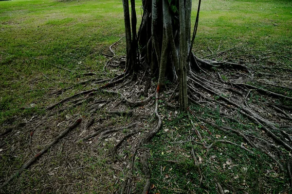 Root system Stock Photos, Royalty Free Root system Images | Depositphotos