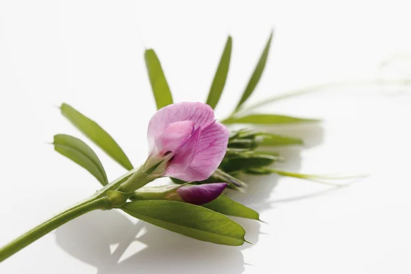 Common vetch Stock Photos, Royalty Free Common vetch Images ...