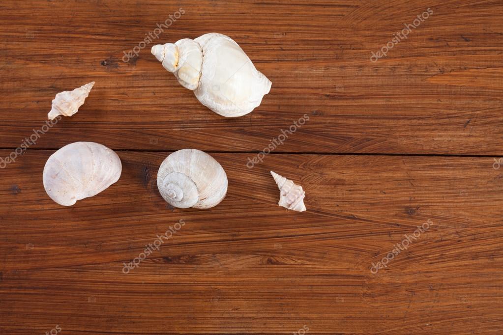 Colorful sea shells of different shapes — Stock Photo © TunedIn61 ...