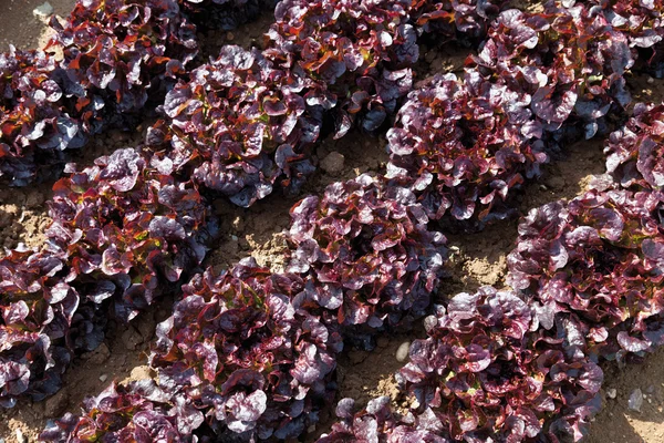 Red batavia Stock Photos, Royalty Free Red batavia Images | Depositphotos®