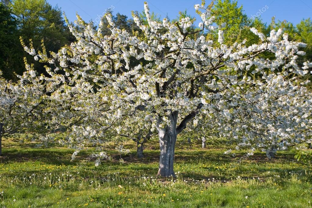 Germany,Bavaria,Blossoming cherry tree Stock Photo by ©TunedIn61 80047194
