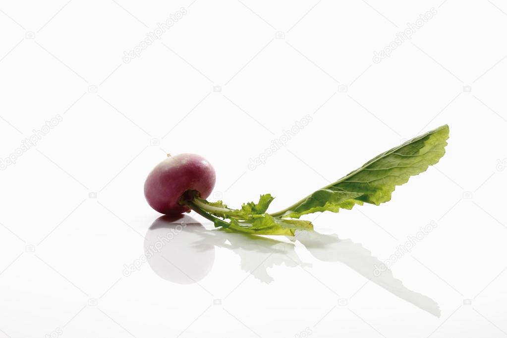 White baby turnip on white background — Stock Photo © TunedIn61 #80050312