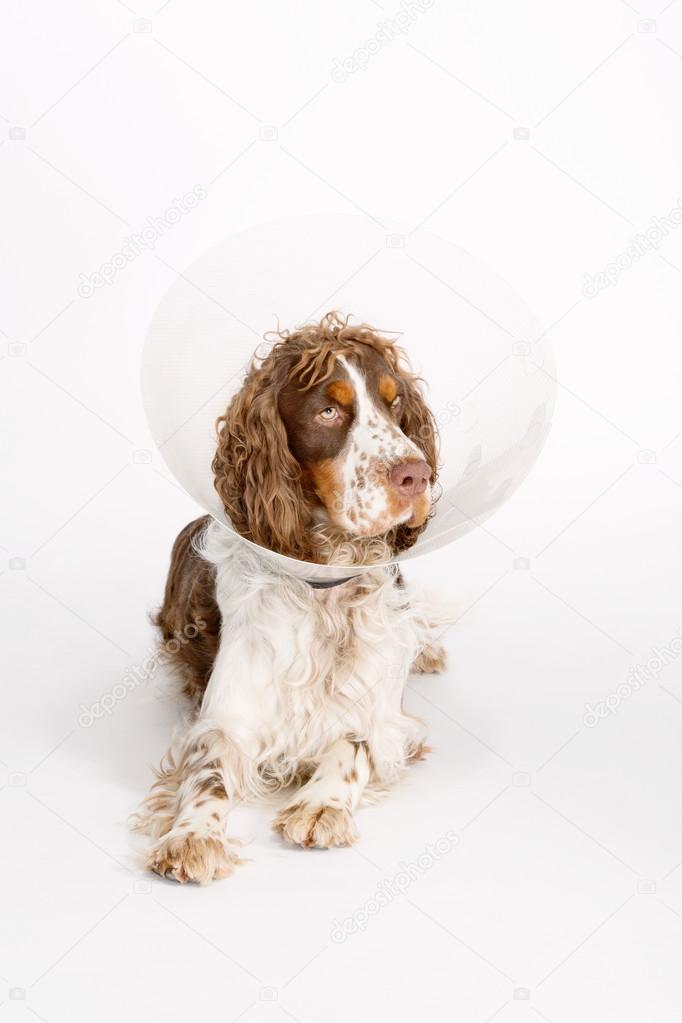 Does A English Springer Spaniel Need A Collar