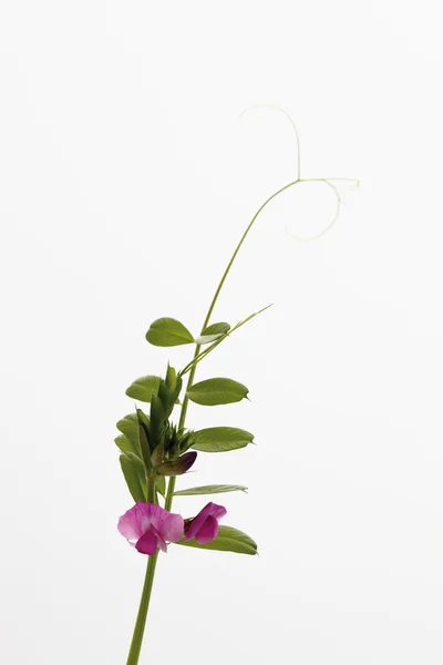 Common vetch Stock Photos, Royalty Free Common vetch Images ...