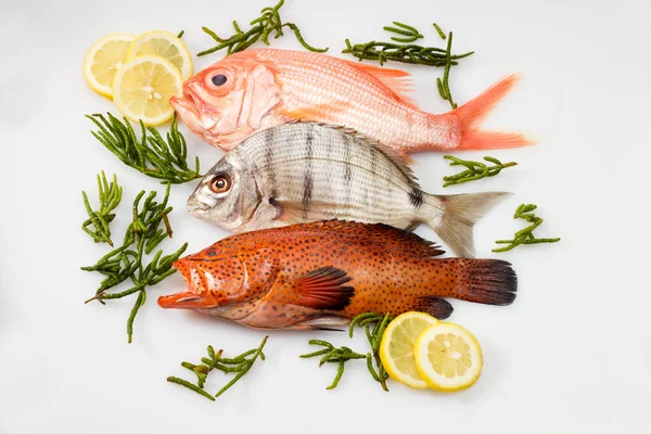 Poisson comestible images libres de droit, photos de Poisson comestible ...