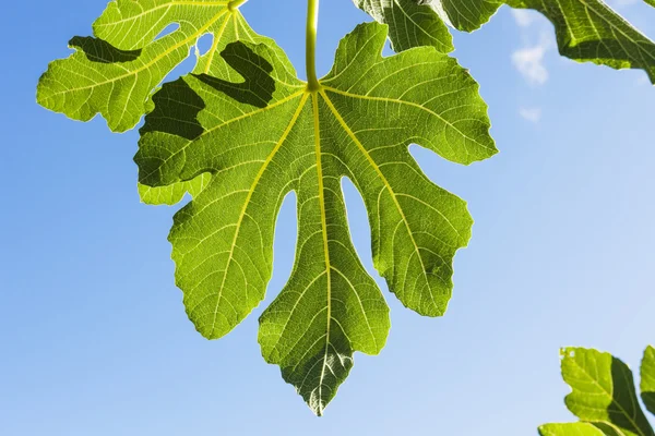 Australian Native Small Leaf Fig Tree Ficus oblique — Stock Photo ...
