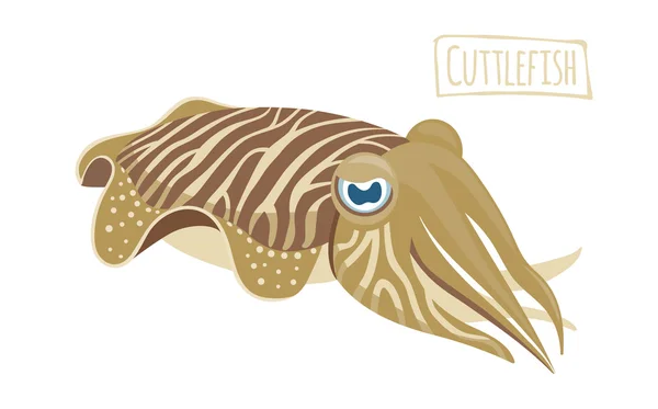 1,055 Cuttlefish vector cartoon Vector Images | Depositphotos