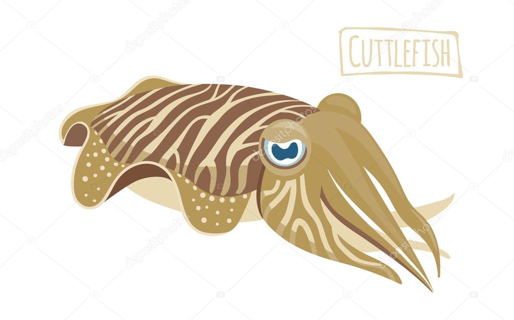 Cuttlefish cartoon style Stock Vector Image by ©ananci.art@gmail.com ...