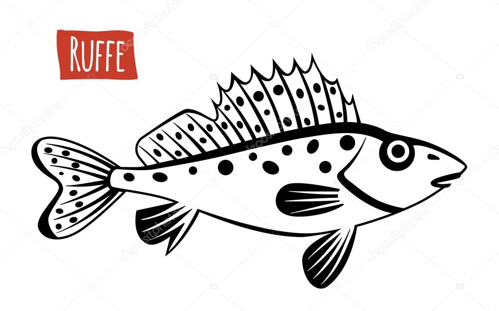 Ruffe, vector cartoon illustration Stock Vector Image by ©ananci.art ...
