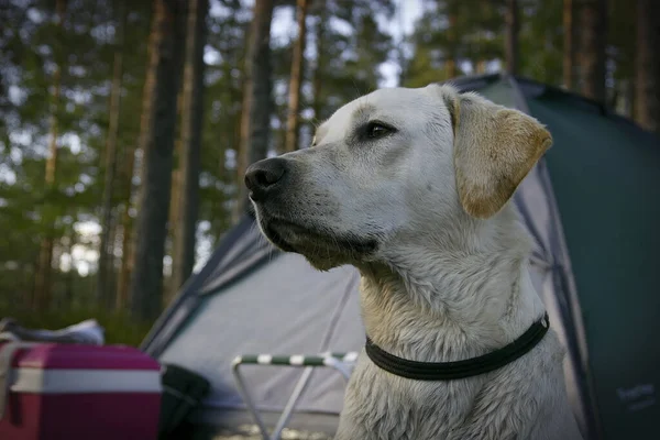 Camping family dog Stock Photos, Royalty Free Camping family dog Images ...