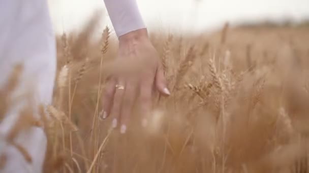Womans hand running through wheat field. Girls hand touching wheat ...