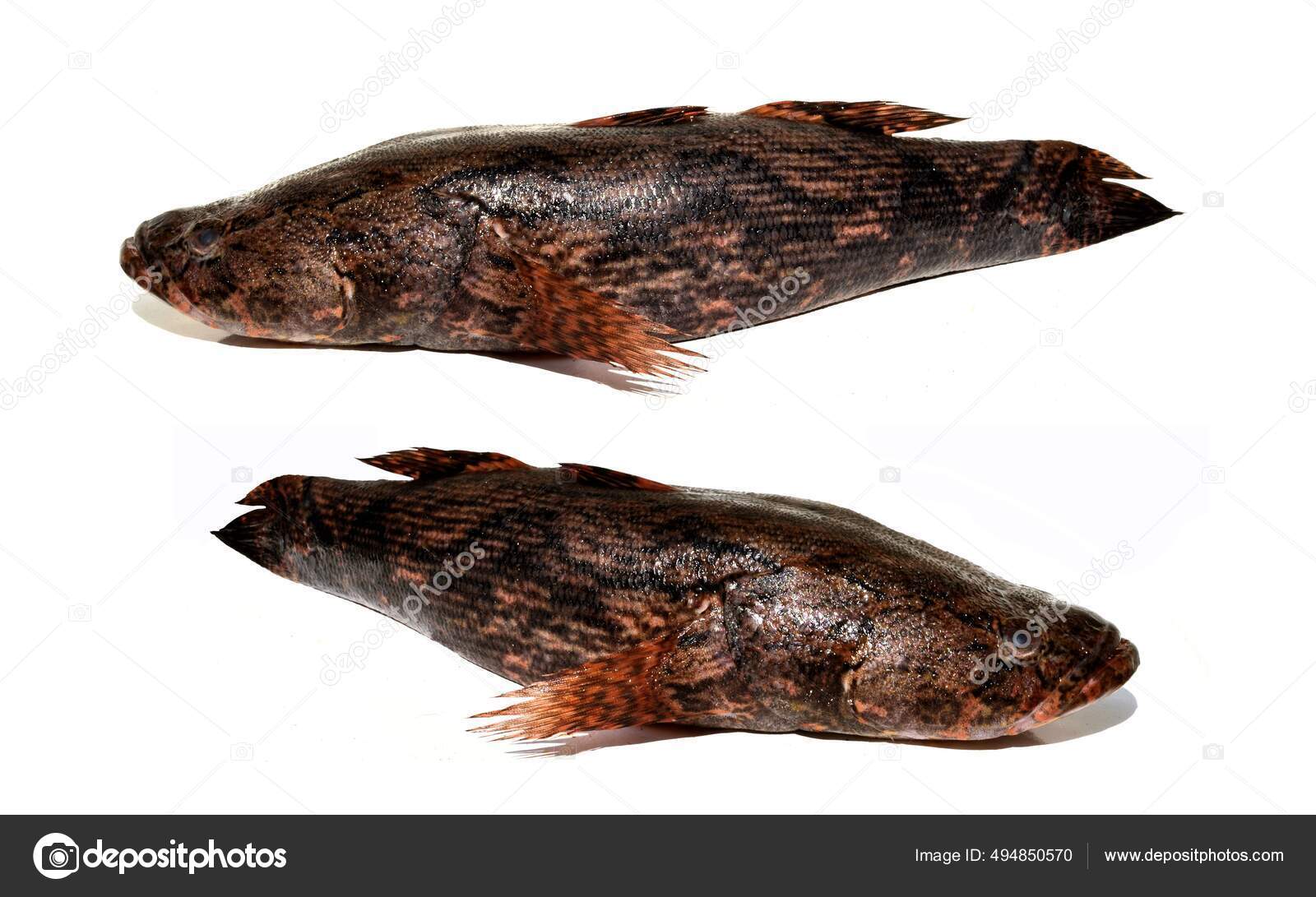 Marbled Sleeper Goby