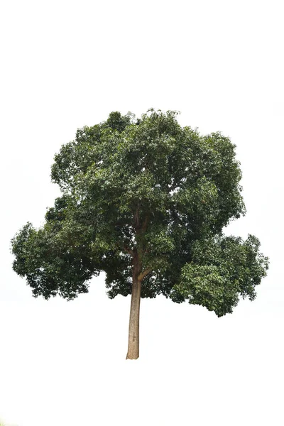 Fotos de Seldom tree, Imagens de Seldom tree sem royalties | Depositphotos