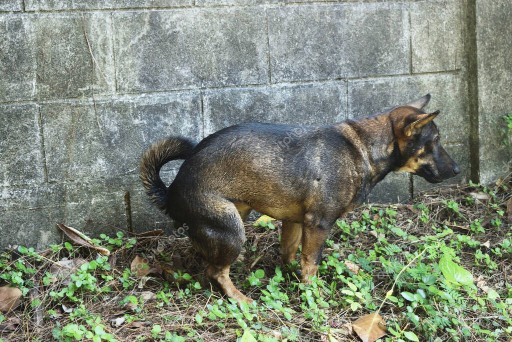 Perro marrón oscuro defecando en tierra sucia con pared gris en el ...