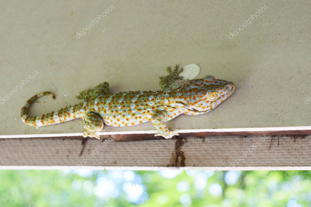 Gekko o Tokay gecko con cola curva en la pared gris, muchos puntos de ...
