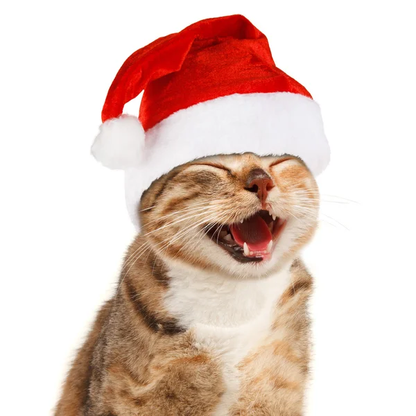 Fat Cat in Santa Suit — Stock Photo © katrinaelena #30418135