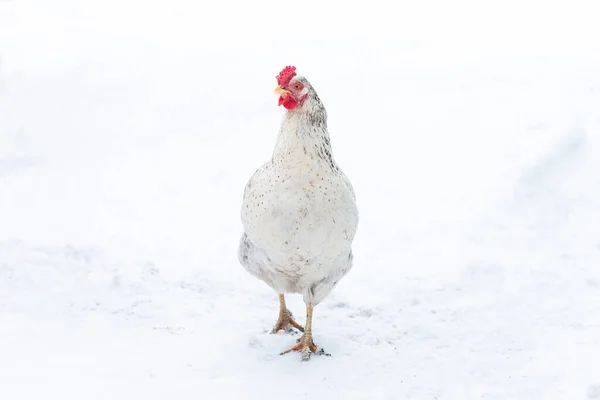 Chickens in snow Stock Photos, Royalty Free Chickens in snow Images ...