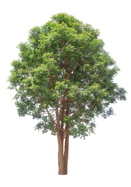Mahogany tree Stock Photos, Royalty Free Mahogany tree Images ...