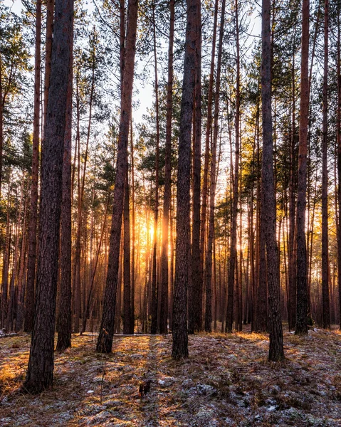 Sunset or sunrise in the spring pine forestwith last snow. Sunbeams ...