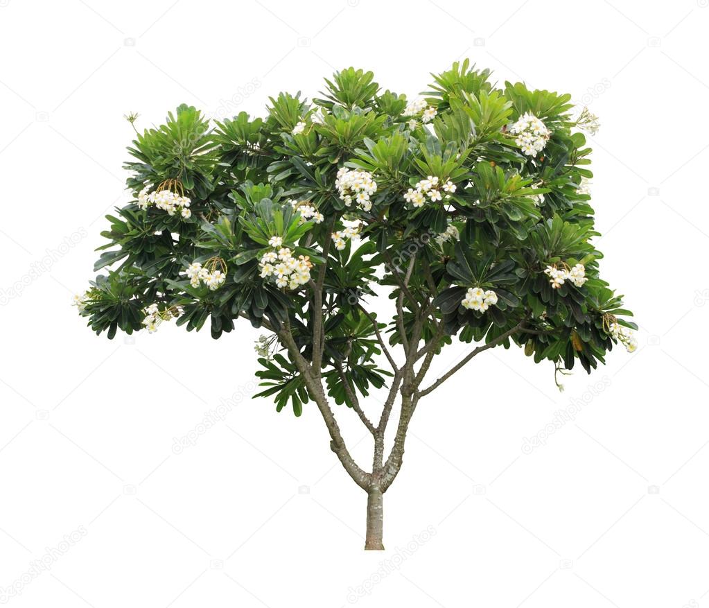 Frangipani Tree