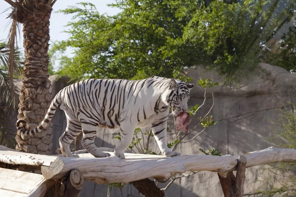 Tiger eating Stock Photos, Royalty Free Tiger eating Images | Depositphotos