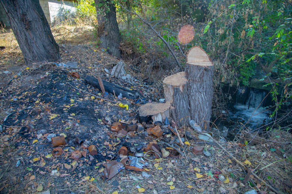 La tala ilegal de árboles en el bosque 2025