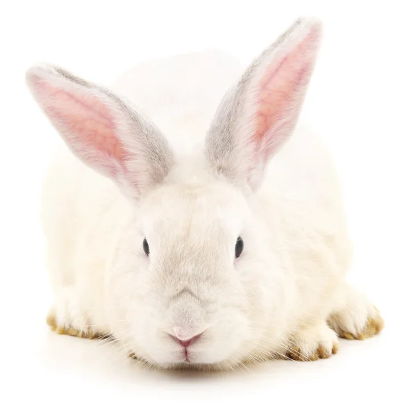 White rabbit isolated Stock Photos, Royalty Free White rabbit isolated ...