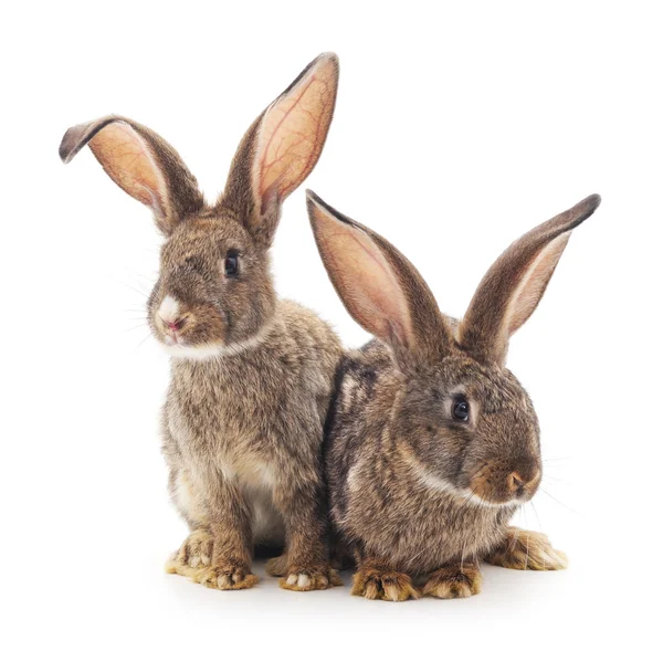 Real Baby Rabbits For Free