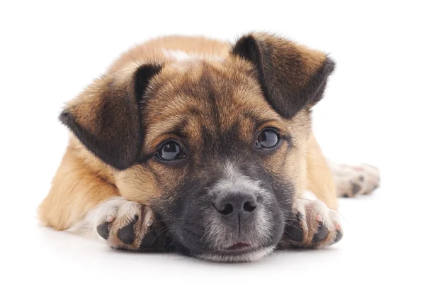 Sad dog Stock Photos, Royalty Free Sad dog Images | Depositphotos