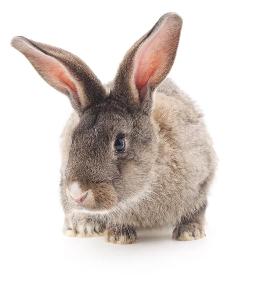 White rabbit isolated. — Stock Photo © Voren1 #109780798