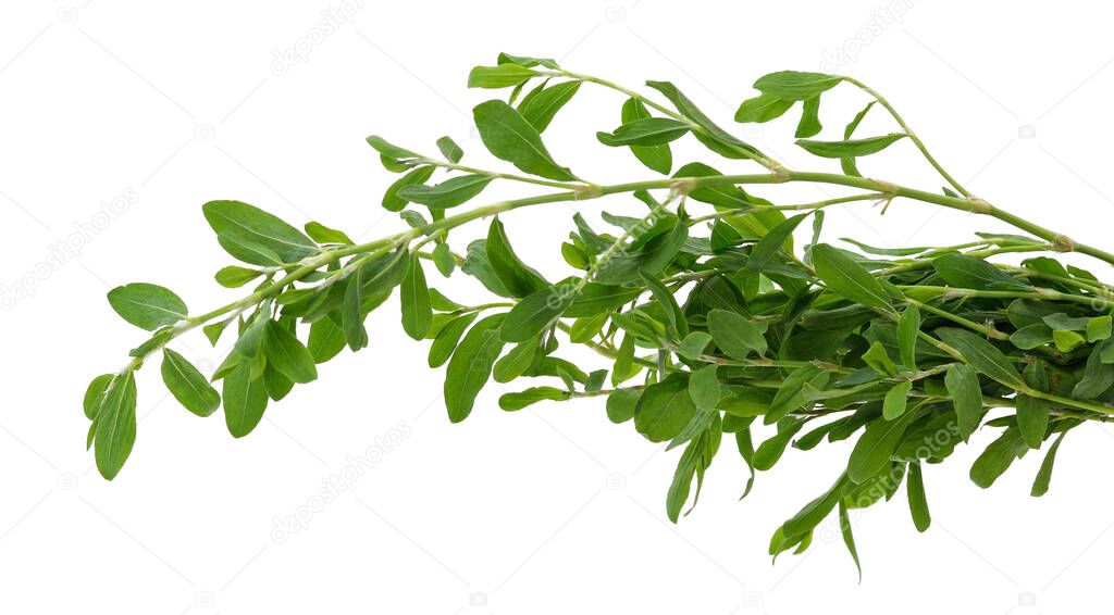 Manojo de nudoso verde aislado sobre un fondo blanco. 2022