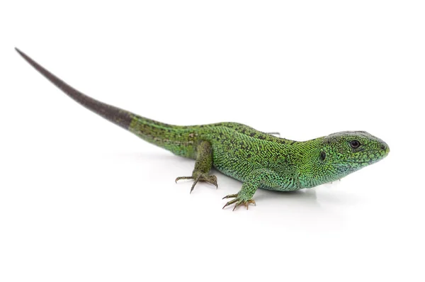 Lizard White Background