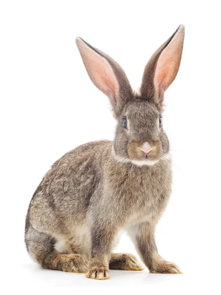 Brown rabbit, isolated. — Stock Photo © cs-333 #2246112